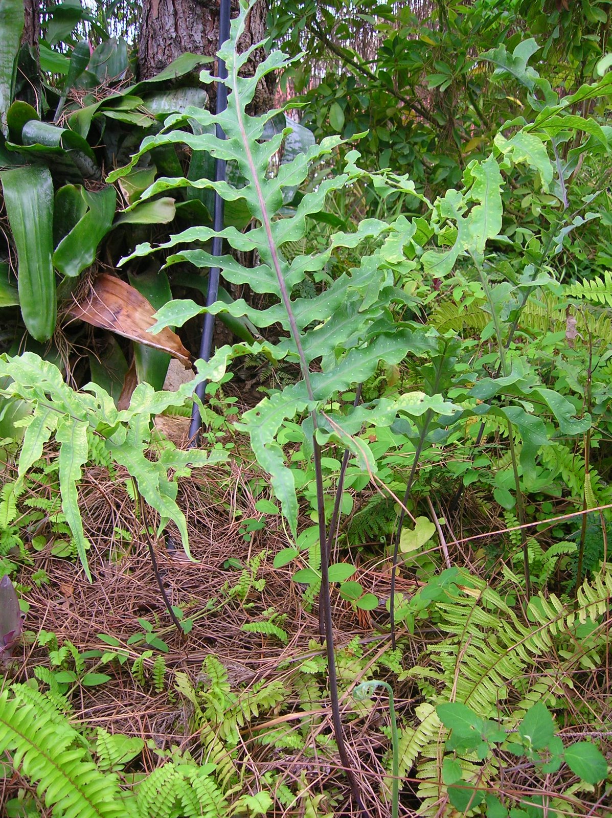 Recregarden: PHLEBODIUM AUREUM